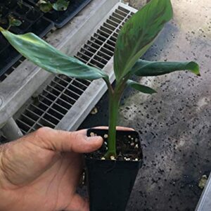 Manzano "Apple" Banana Plant - RARE - Live Banana TreeRARE