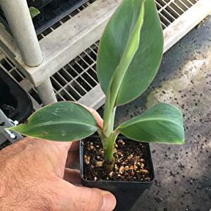 Manzano "Apple" Banana Plant - RARE - Live Banana TreeRARE