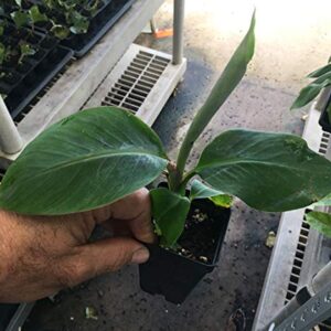 Manzano "Apple" Banana Plant - RARE - Live Banana TreeRARE