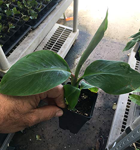 Manzano "Apple" Banana Plant - RARE - Live Banana TreeRARE