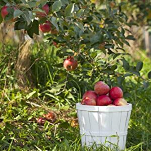 Brighter Blooms - Honeycrisp Apple Tree, 4-5 Feet - Organic Outdoor Fruit Plant - No Shipping to AZ, ID, OR, or CA