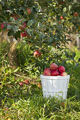 Brighter Blooms - Honeycrisp Apple Tree, 4-5 Feet - Organic Outdoor Fruit Plant - No Shipping to AZ, ID, OR, or CA