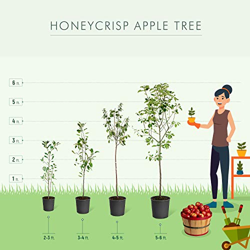 Brighter Blooms - Honeycrisp Apple Tree, 4-5 Feet - Organic Outdoor Fruit Plant - No Shipping to AZ, ID, OR, or CA