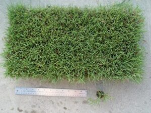 uc verde buffalograss plugs