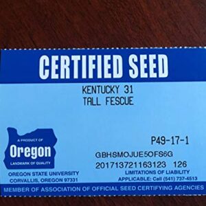 Kentucky 31 K31 Tall Fescue Grass Seed by Eretz - CHOOSE SIZE! State Certified, No fillers, No Weed or Other Crop Seeds (5lbs)