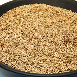 Kentucky 31 K31 Tall Fescue Grass Seed by Eretz - CHOOSE SIZE! State Certified, No fillers, No Weed or Other Crop Seeds (5lbs)