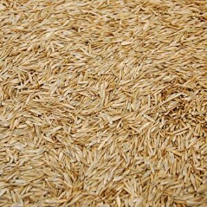 Kentucky 31 K31 Tall Fescue Grass Seed by Eretz - CHOOSE SIZE! State Certified, No fillers, No Weed or Other Crop Seeds (5lbs)