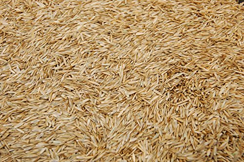 Kentucky 31 K31 Tall Fescue Grass Seed by Eretz - CHOOSE SIZE! State Certified, No fillers, No Weed or Other Crop Seeds (5lbs)