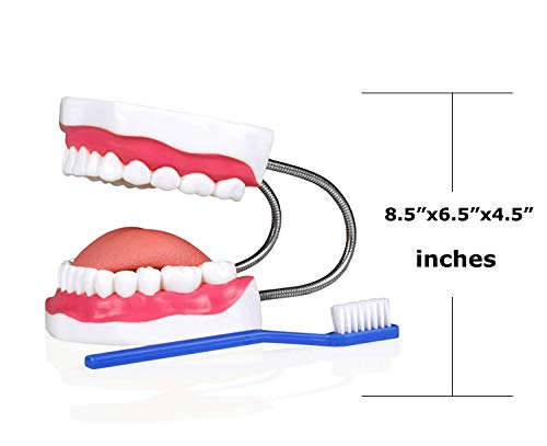 Parco Scientific PBM-B7 Human Skin Model from Scalp Section and Teeth Model with Brush with Carrying Case