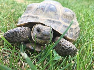 grazing tortoise seed mix - plant for leopard & grazer torts (900 seeds, 2g) b282