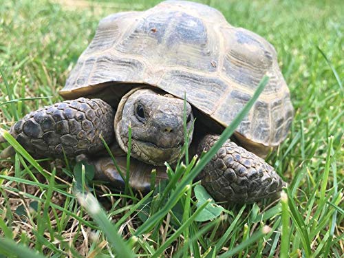 Grazing Tortoise Seed Mix - Plant for Leopard & Grazer Torts (900 Seeds, 2g) B282