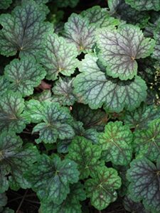 perennial farm marketplace heuchera a. 'dale's strain' (coral bells) perennial, size-#1 container, silvery blue green foliage