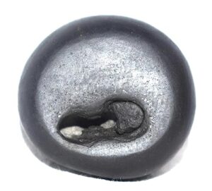 krishna shaligram/santan gopal shaligram