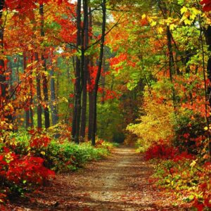 LYWYGG Autumn Scenery Deciduous Background 7x5ft Vinyl Deciduous Mountain Road Photography Backdrop Tree and Yellow Fall Leaves View Background Studio Props CP-67