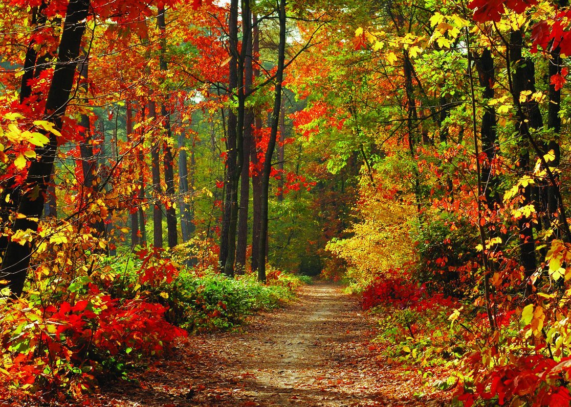 LYWYGG Autumn Scenery Deciduous Background 7x5ft Vinyl Deciduous Mountain Road Photography Backdrop Tree and Yellow Fall Leaves View Background Studio Props CP-67