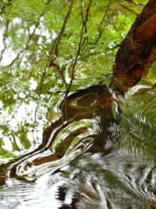 posterazzi abstract 23 massachusetts seekonk caratunk wildlife refuge ripples and reflections on water surface. poster print, (12 x 16)