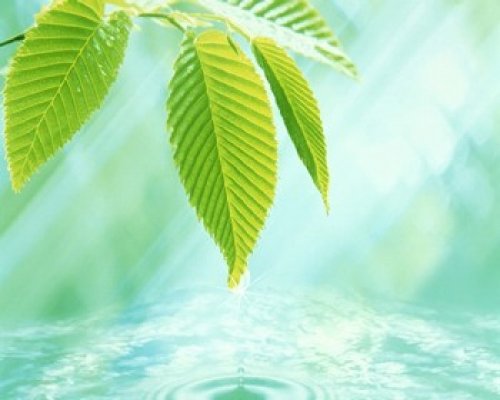 Selective focus close up of green leaves above water ripples in blue Poster Print by Panoramic Images (24 x 20)