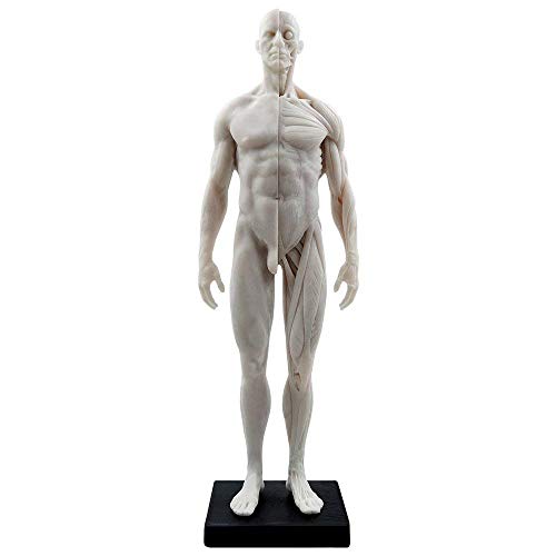 Human Body Musculoskeletal Anatomical Model for Study and Teaching (30CM2)