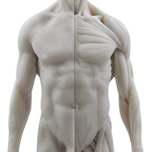 Human Body Musculoskeletal Anatomical Model for Study and Teaching (30CM2)