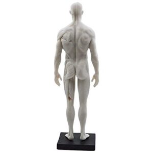 Human Body Musculoskeletal Anatomical Model for Study and Teaching (30CM2)