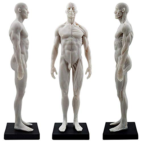 Human Body Musculoskeletal Anatomical Model for Study and Teaching (30CM2)