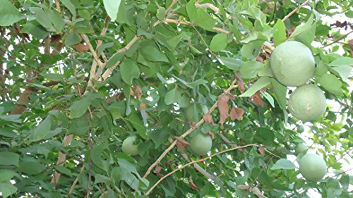 20 Aegle Marmelos Tree Seeds/Bael Fruit Bengal Quince/Stone Apple Aroma