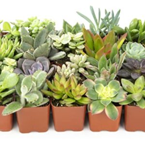 Altman Plants, Live Succulent Plants (20 Pack) Assorted Potted Succulents Plants Live House Plants in Cacti and Succulent Soil Mix, Cactus Plants Live Indoor Plants Live Houseplants in Planter Pots