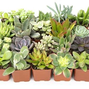 Altman Plants, Live Succulent Plants (20 Pack) Assorted Potted Succulents Plants Live House Plants in Cacti and Succulent Soil Mix, Cactus Plants Live Indoor Plants Live Houseplants in Planter Pots