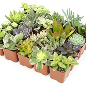 Altman Plants, Live Succulent Plants (20 Pack) Assorted Potted Succulents Plants Live House Plants in Cacti and Succulent Soil Mix, Cactus Plants Live Indoor Plants Live Houseplants in Planter Pots