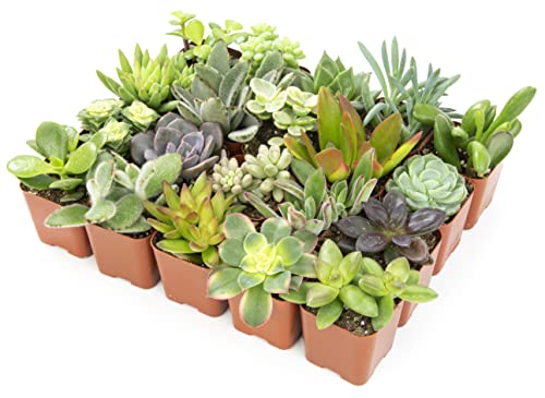 Altman Plants, Live Succulent Plants (20 Pack) Assorted Potted Succulents Plants Live House Plants in Cacti and Succulent Soil Mix, Cactus Plants Live Indoor Plants Live Houseplants in Planter Pots