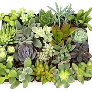 Altman Plants, Live Succulent Plants (20 Pack) Assorted Potted Succulents Plants Live House Plants in Cacti and Succulent Soil Mix, Cactus Plants Live Indoor Plants Live Houseplants in Planter Pots