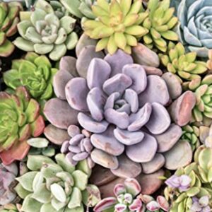 Altman Plants, Live Succulent Plants (20 Pack) Assorted Potted Succulents Plants Live House Plants in Cacti and Succulent Soil Mix, Cactus Plants Live Indoor Plants Live Houseplants in Planter Pots