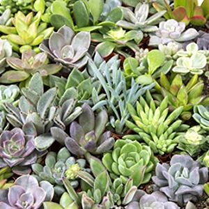 Altman Plants, Live Succulent Plants (20 Pack) Assorted Potted Succulents Plants Live House Plants in Cacti and Succulent Soil Mix, Cactus Plants Live Indoor Plants Live Houseplants in Planter Pots