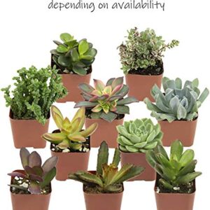 Altman Plants, Live Succulent Plants (20 Pack) Assorted Potted Succulents Plants Live House Plants in Cacti and Succulent Soil Mix, Cactus Plants Live Indoor Plants Live Houseplants in Planter Pots