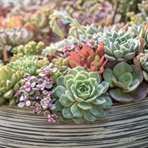 Altman Plants, Live Succulent Plants (20 Pack) Assorted Potted Succulents Plants Live House Plants in Cacti and Succulent Soil Mix, Cactus Plants Live Indoor Plants Live Houseplants in Planter Pots