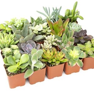 Altman Plants, Live Succulent Plants (20 Pack) Assorted Potted Succulents Plants Live House Plants in Cacti and Succulent Soil Mix, Cactus Plants Live Indoor Plants Live Houseplants in Planter Pots