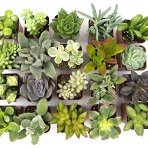 Altman Plants, Live Succulent Plants (20 Pack) Assorted Potted Succulents Plants Live House Plants in Cacti and Succulent Soil Mix, Cactus Plants Live Indoor Plants Live Houseplants in Planter Pots