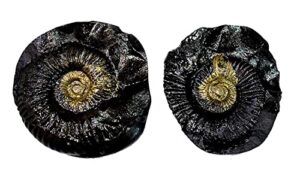 divya shakti black very rare lakshmi narayanam shaligram ji stone from gandaki river nepal -set of 2 pieces