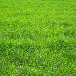 ProTurf Perennial Ryegrass Fine Lawn Seed by Eretz (8oz) - CHOOSE SIZE! Premium Willamette Valley, Oregon Grown Grass Seed