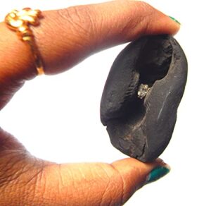 phoenix888 adwaitya narsimha maha vishnu shaligram nepal kali gandaki