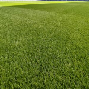 outsidepride full house bermuda grass seed blend of monaco & hollywood - 1 lb