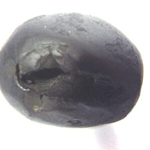 phoenix888 Kurma Laxmi Navnidhi Purnachakra Purnagarbha Shaligram