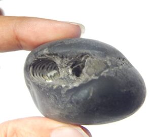 adwaitya maha laxmi sudarshan maha vishnu shaligram nepal kali gandaki