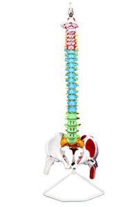 vision scientific vav245 flexible spinal column | 5 color-coded | muscle w occipital bone | sacrum, coccyx, 24 vertebrae, soft disc | pelvic bones & femur heads, arteries, nerve endings | w manual