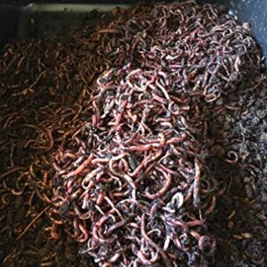 Worms Red Wiggler Composting 2 Pounds