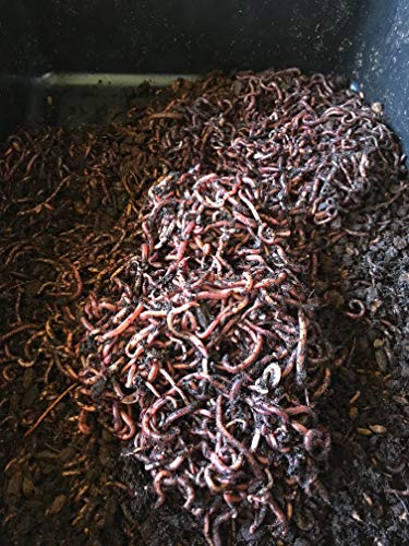 Worms Red Wiggler Composting 2 Pounds