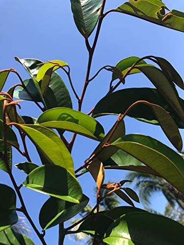 Green Caimito Star Apple Chrysophyllum cainito Seedling Plant Potted Fruit Tree