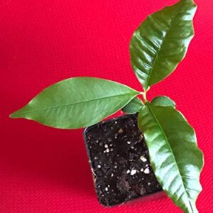 Green Caimito Star Apple Chrysophyllum cainito Seedling Plant Potted Fruit Tree