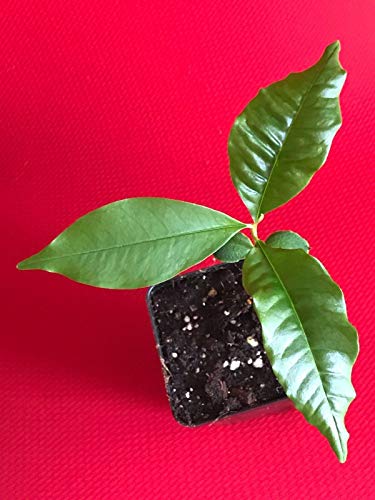 Green Caimito Star Apple Chrysophyllum cainito Seedling Plant Potted Fruit Tree