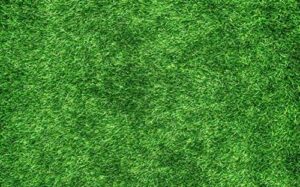 hancock seed co. laprima bermuda grass seeds 2 lbs.